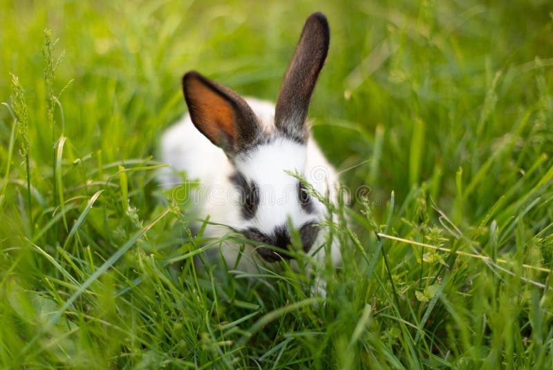 Rabbit on Spring Nature in the Grass Stock Image - Image of garden ...
