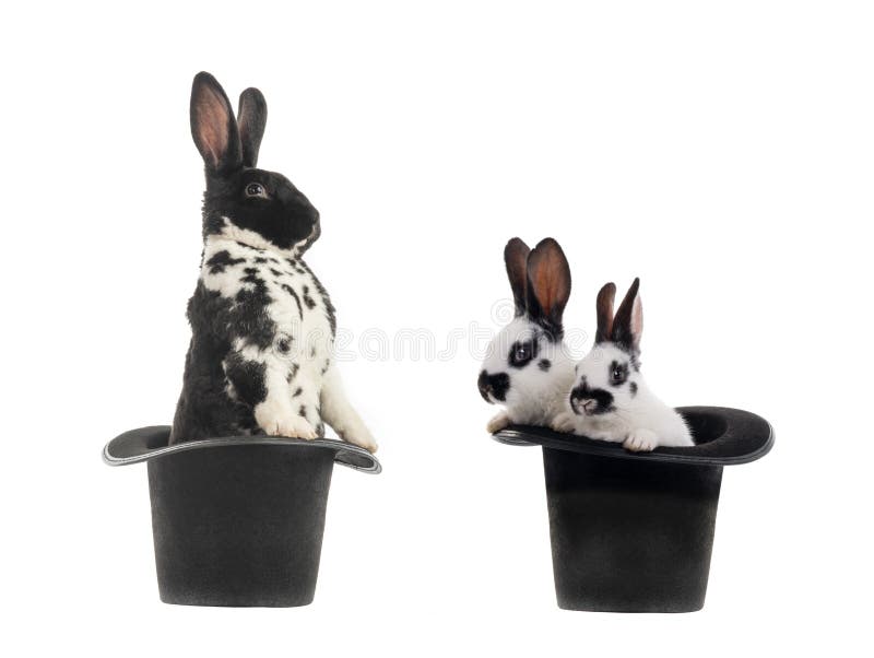 Rabbit is Standing in a Black Hat Isolated Stock Photo - Image of ...