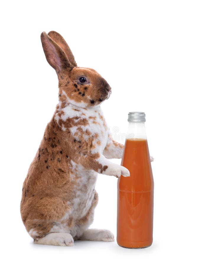 455 Baby Brown Rabbit Standing White Stock Photos - Free & Royalty-Free ...