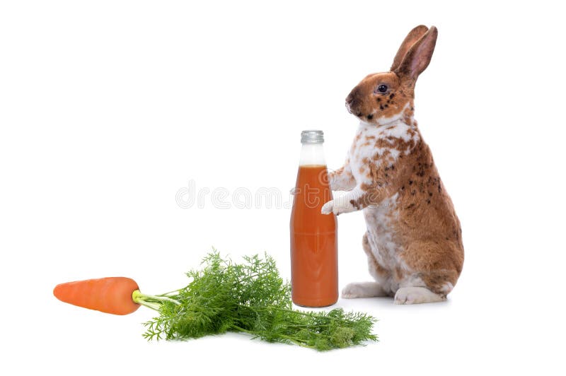 Rabbit Standing with a Bottle of Carrot Juice Isolated on White ...