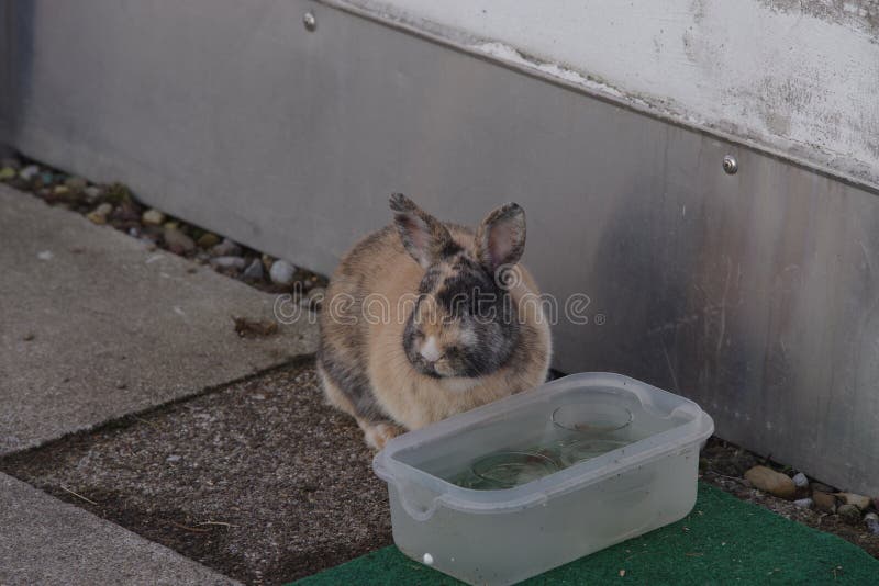 333 Cute Rabbit Water Color Stock Photos - Free & Royalty-Free Stock ...