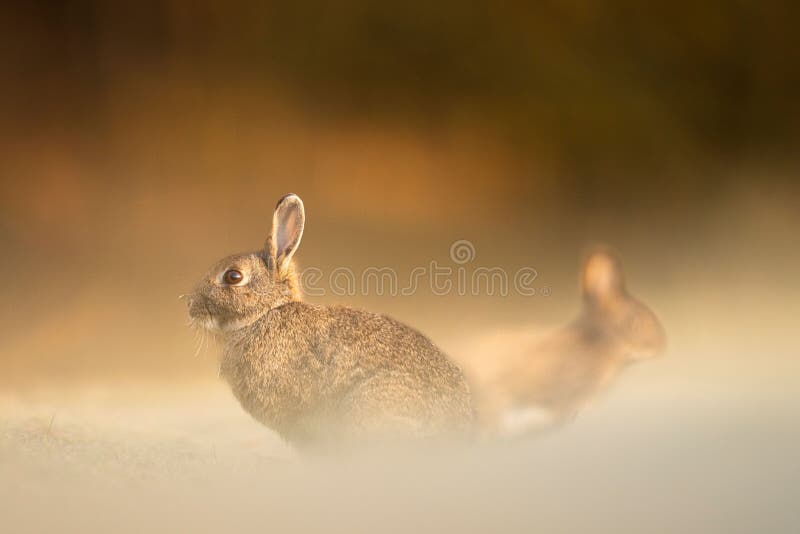 Rabbit Standing in a Lush Grassy Landscape Stock Image - Image of grass ...