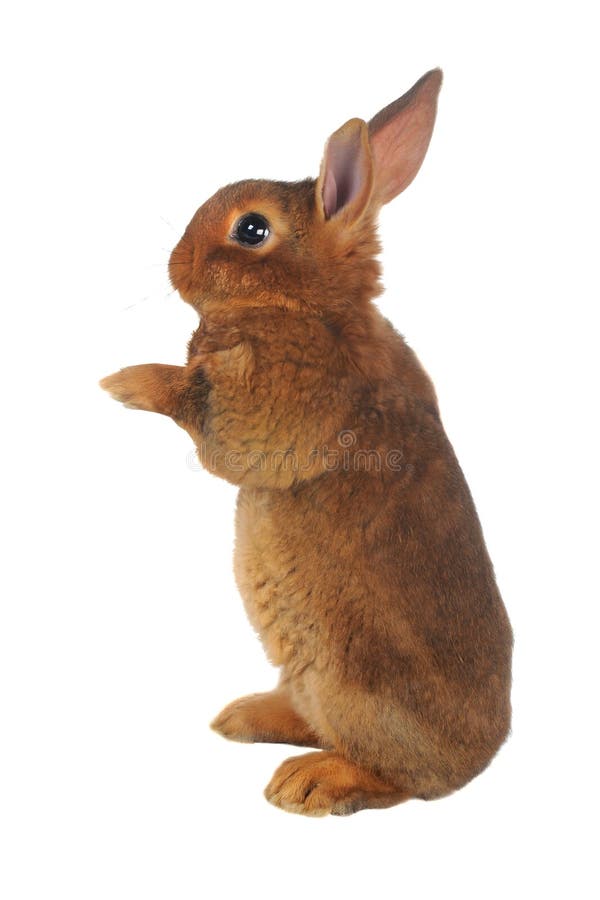 Red rabbit, back view stock photo. Image of farm, pets - 89174922