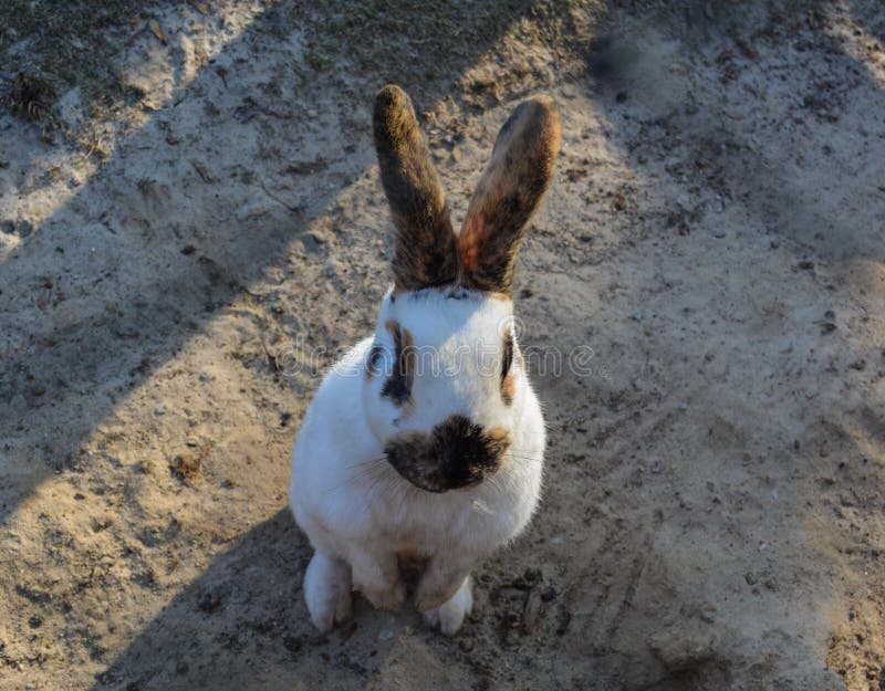 943 Waiting Rabbit Stock Photos - Free & Royalty-Free Stock Photos from ...