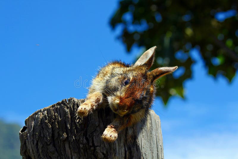 Rabbit in a stem stock image. Image of forest, animal - 154377475