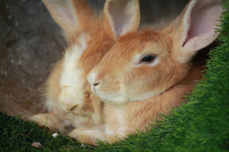 Rabbit still waiting stock image. Image of brown, face - 237819279