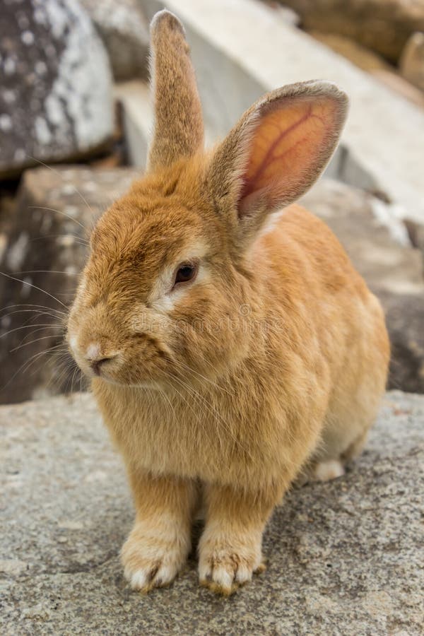Rabbit on the stone rocks stock photo. Image of earth - 58170110