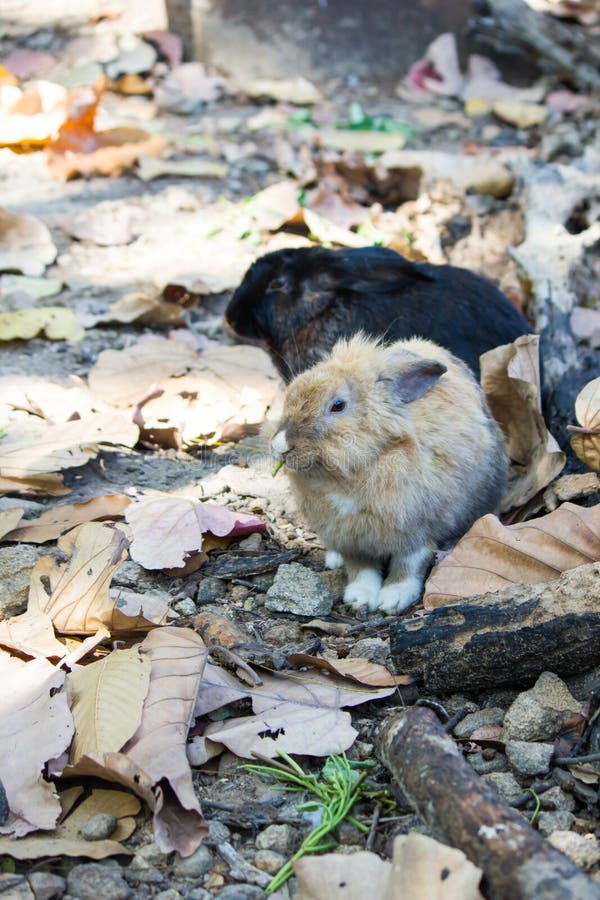 Rabbit on the Stone in Thailand Stock Image - Image of rabbit, daisies ...