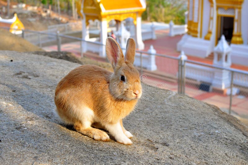 Rabbit on the Stone in Thailand Stock Photo - Image of farm, food: 51053604