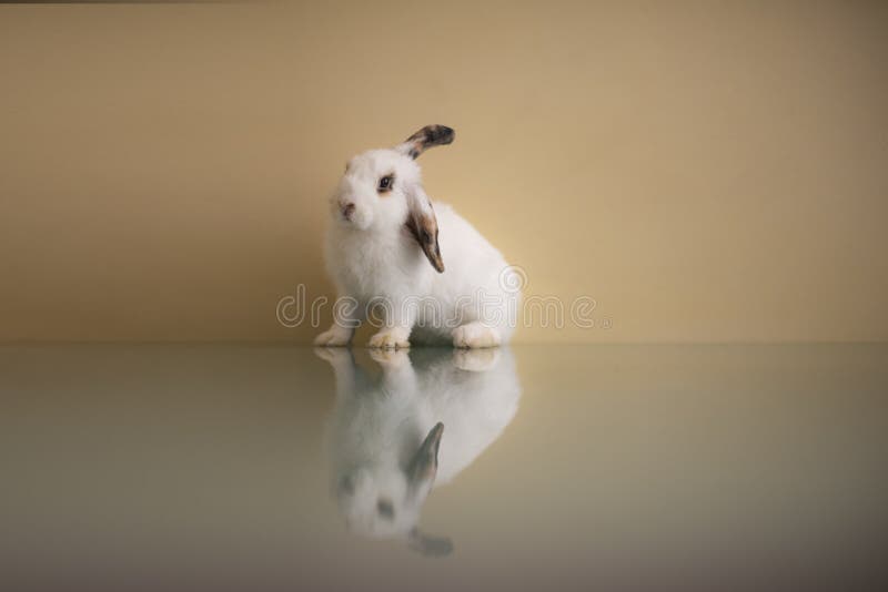 Young smart rabbit stock photo. Image of spot, companionship - 153333144