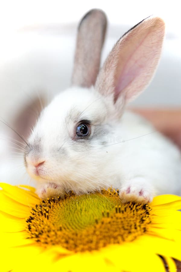 Rabbit and sunflower stock image. Image of pretty, cute - 131339639