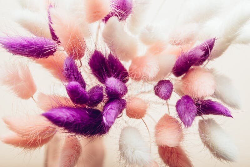 Rabbit Tail Grass Dried Flowers Bouquet Stock Image - Image of ...