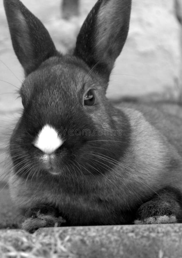 Rabbit taking a stare stock photo. Image of rodent, nose - 202265188