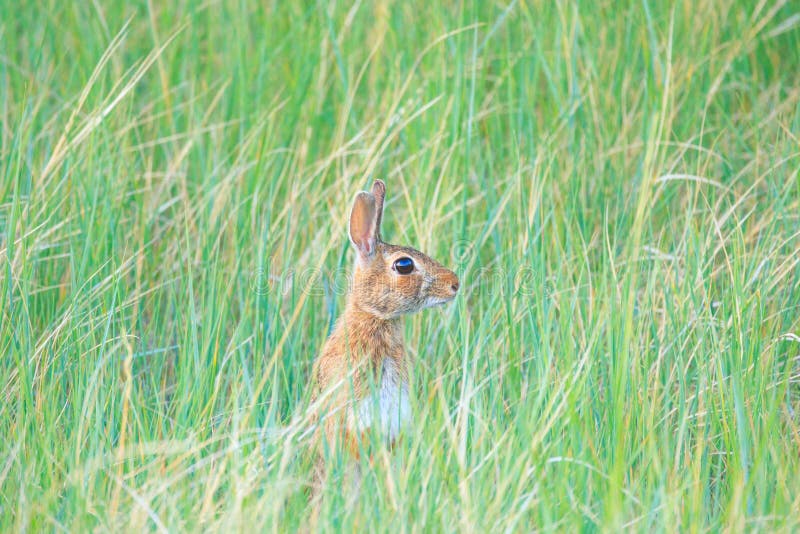 Rabbit in the Tall Green Grass Stock Image - Image of tall, rabbit ...