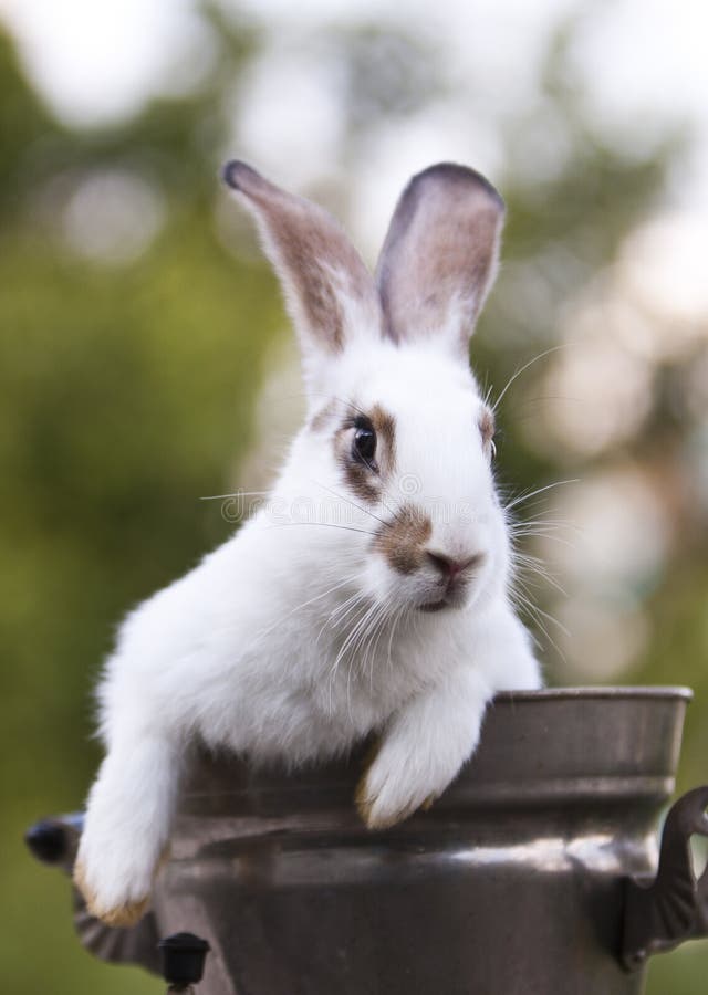 110 Rabbit Tank Stock Photos - Free & Royalty-Free Stock Photos from ...