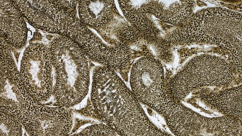 Testicle Cross-section Under the Microscope Stock Photo - Image of ...