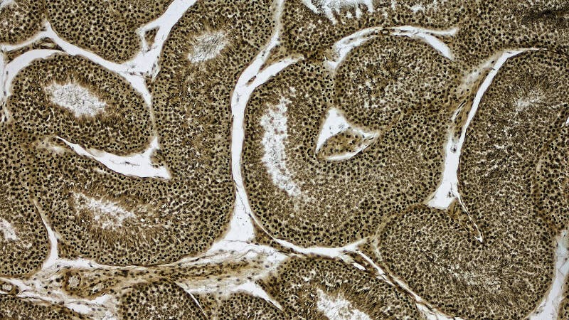 Rabbit Testicle, Cross-section Stock Image - Image of microtome ...