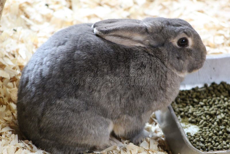 Rabbit Thinking Something Stock Photos - Free & Royalty-Free Stock ...