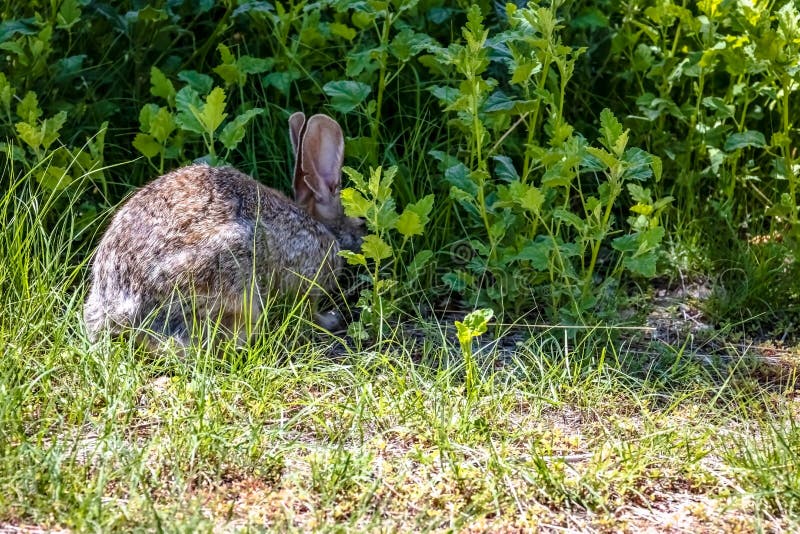 Hiding Rabbit stock photo. Image of critter, orange - 251077838