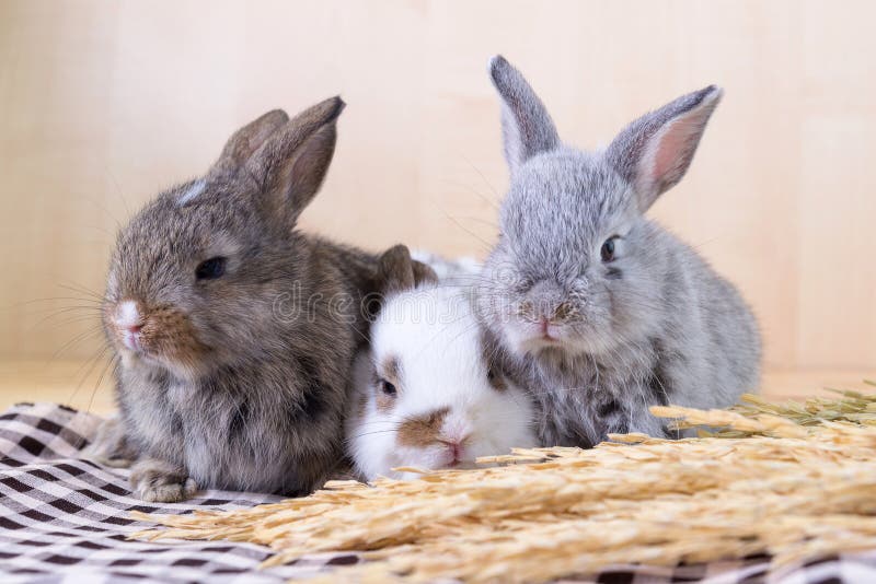 Rabbit stock photo. Image of farm, mammal, barley, baby - 70643802