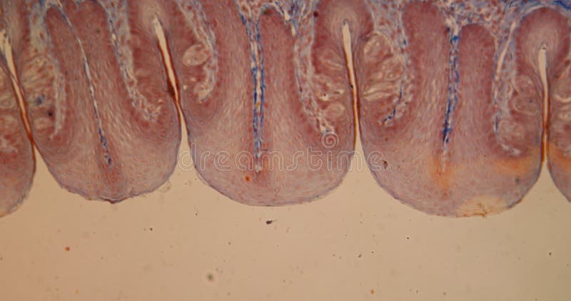 Rabbit Tongue with Taste Buds Stock Video - Video of transmitted ...