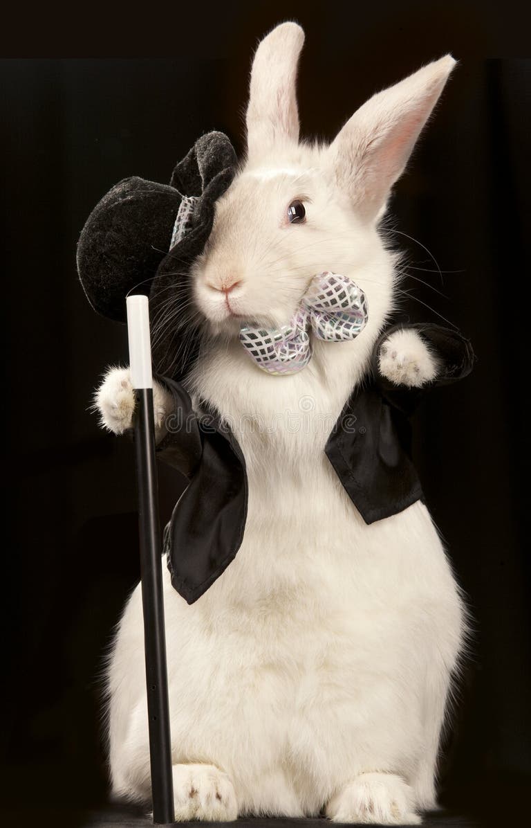 671 Bunny Rabbit Top Hat Stock Photos - Free & Royalty-Free Stock ...