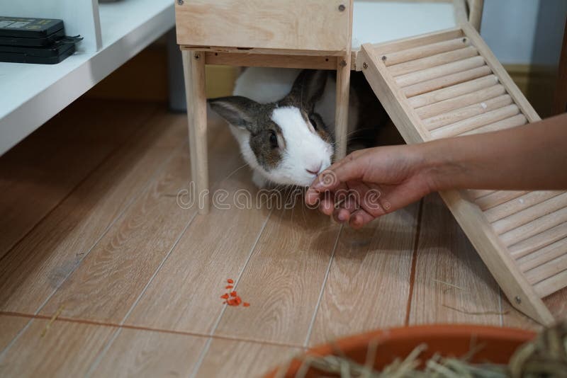 Rabbit touching hand stock photo. Image of animal, background - 137165120