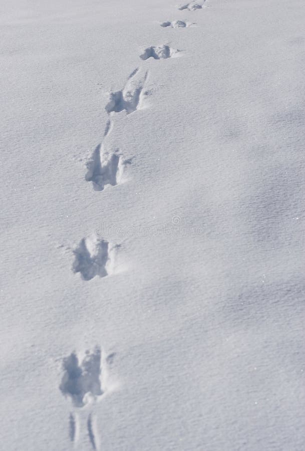Rabbit trace stock photo. Image of rabbit, frost, fresh - 13921266