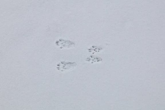 Rabbit tracks. stock image. Image of backdrop, winter - 306296591