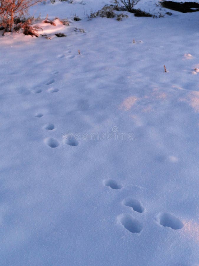 Rabbit Tracks stock image. Image of rabbit, animal, cold - 478441