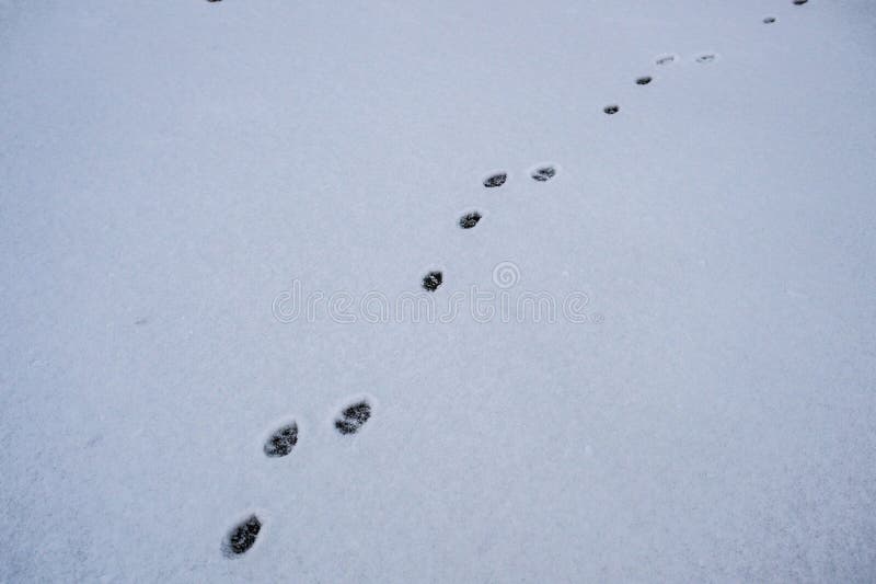 Rabbit Tracks in New Snow.. Stock Image - Image of background, tunnel ...
