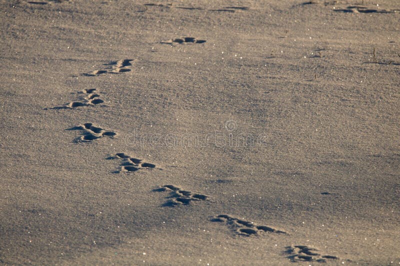 Rabbit Tracks on the Snowy Field. Selective Focus Stock Photo - Image ...