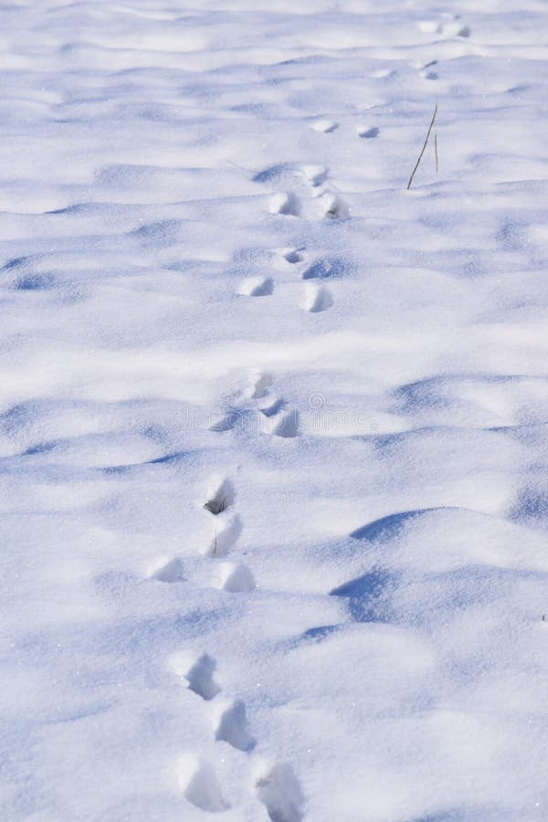 Rabbit tracks in the Snow stock photo. Image of track - 210470358