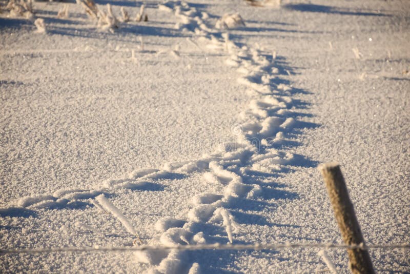 Rabbit tracks in the snow stock image. Image of bunny - 207333891