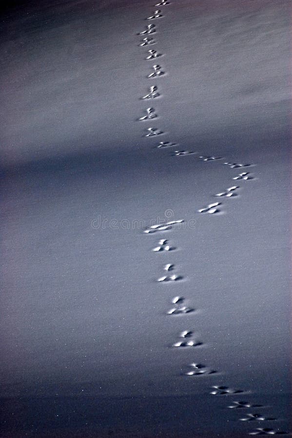 364 Rabbit Tracks Snow Stock Photos - Free & Royalty-Free Stock Photos ...