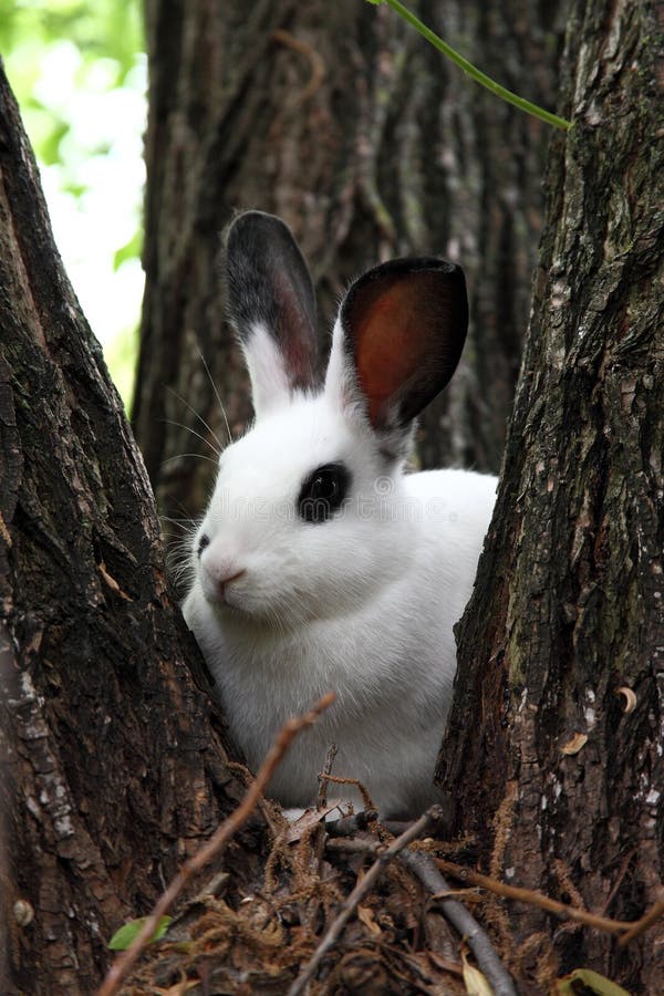 Rabbit in the Trees stock photo. Image of white, livestock - 51396484