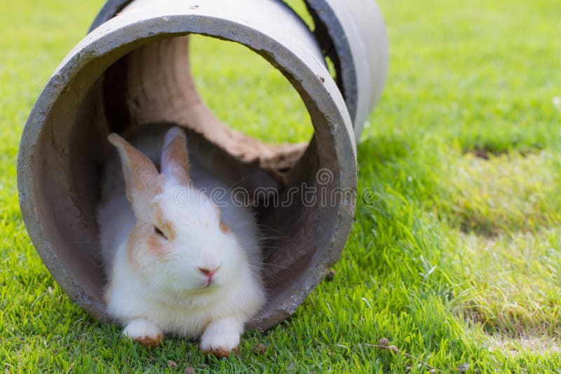 Rabbit in a tube stock photo. Image of rabbit, ears, hide - 33506972
