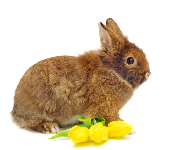 Rabbit with tulips stock image. Image of ears, flower - 18780891
