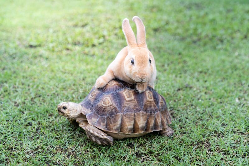 The Rabbit and Turtle Tales Stock Photo - Image of concept, background ...