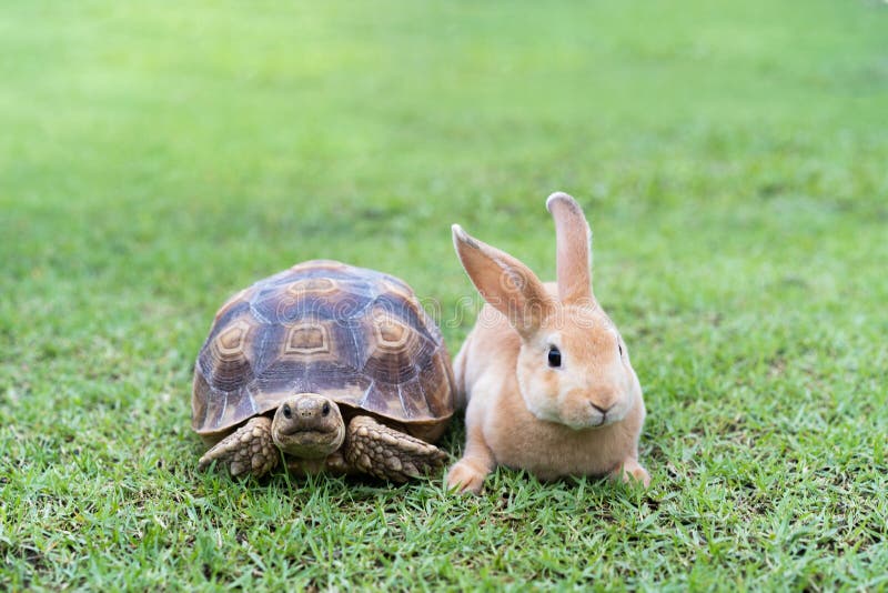 Bunny and Turtle stock photo. Image of background, concepts - 6178654