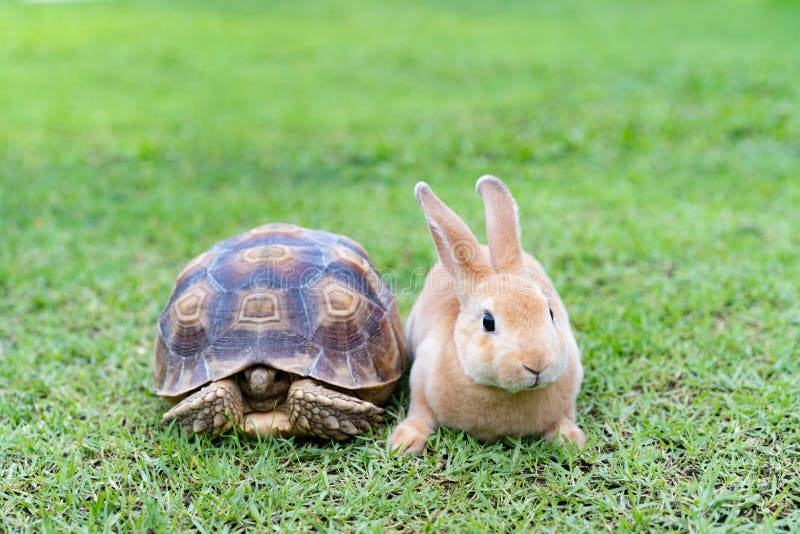 Bunny and Turtle stock photo. Image of background, concepts - 6178654
