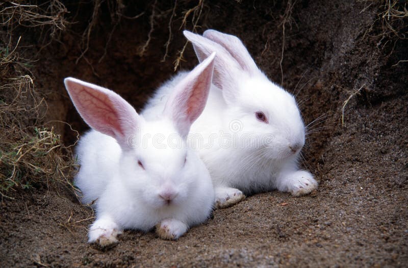 Rabbit stock image. Image of grass, horizontal, cute - 43411273
