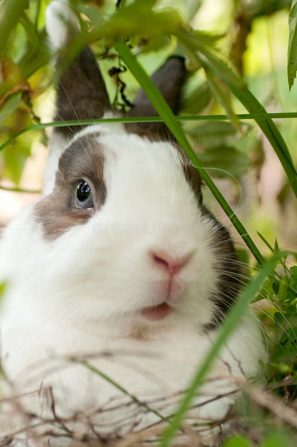 Rabbit on the grass stock image. Image of ears, environment - 26323321