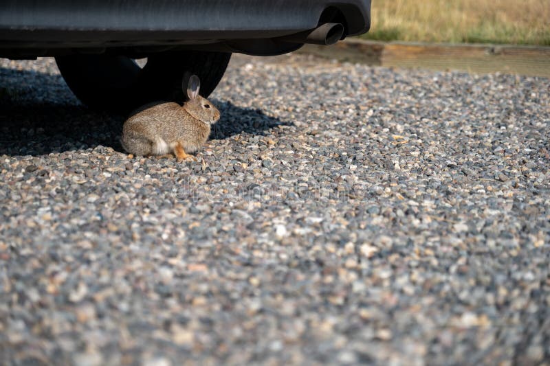 A Rabbit under a Car stock photo. Image of white, rabbit - 331562698