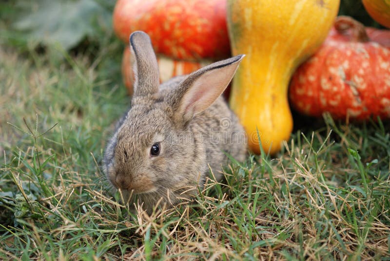 Rabbit with vegetable stock image. Image of closeup, meal - 23114735