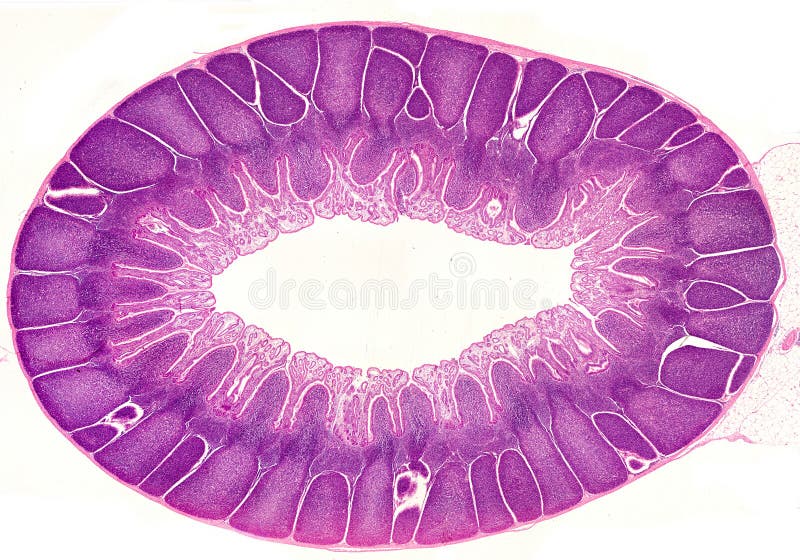 1,497 Appendix Stock Photos - Free & Royalty-Free Stock Photos from ...