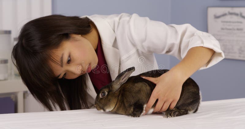 Rabbit at the vet s office stock photo. Image of indoors - 46737004