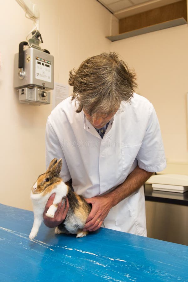 Rabbit at the veterinarian stock image. Image of investigation - 57748355