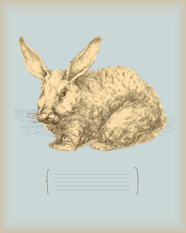 Vintage Bunny Sketch Drawing Stock Illustrations – 6,170 Vintage Bunny ...