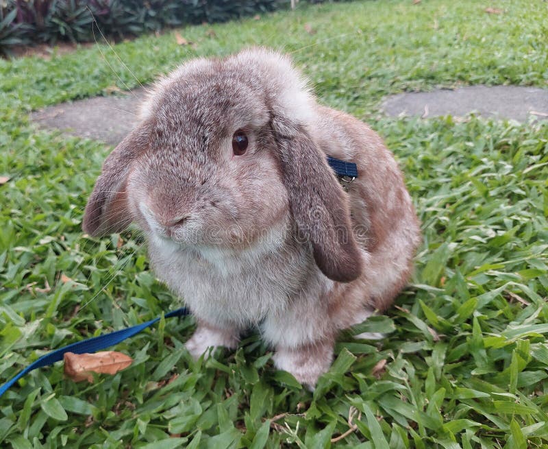 943 Waiting Rabbit Stock Photos - Free & Royalty-Free Stock Photos from ...